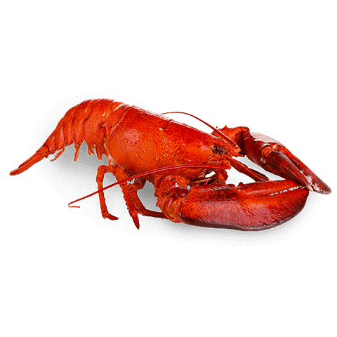 Lobster - Kildare Fisheries