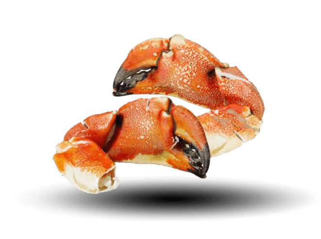 Jonah crab - Kildare Fisheries